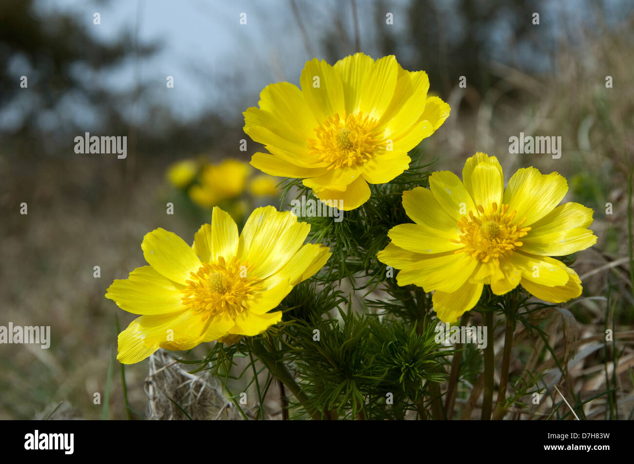 Spring Adonis, Yellow Pheasants Eye (Adonis vernalis), flowering plant ...