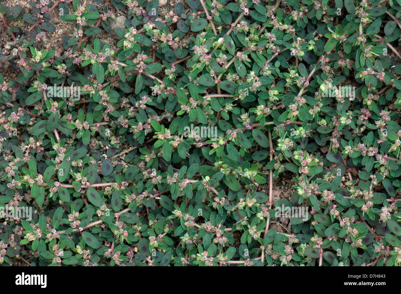 Spotted Spurge, Prostrate Spurge (Euphorbia maculata), flowering plants ...