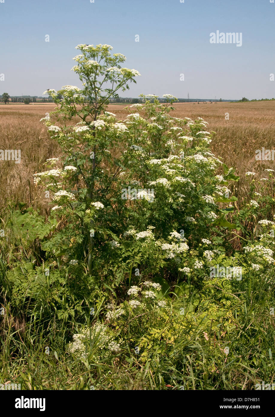 Hemlock flowering hi-res stock photography and images - Alamy