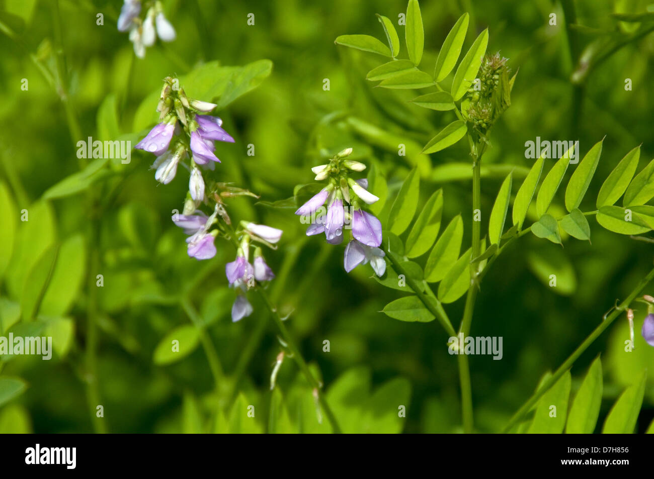 Goats Rue, French Lilac (Galega officinalis), flowering plant Stock ...