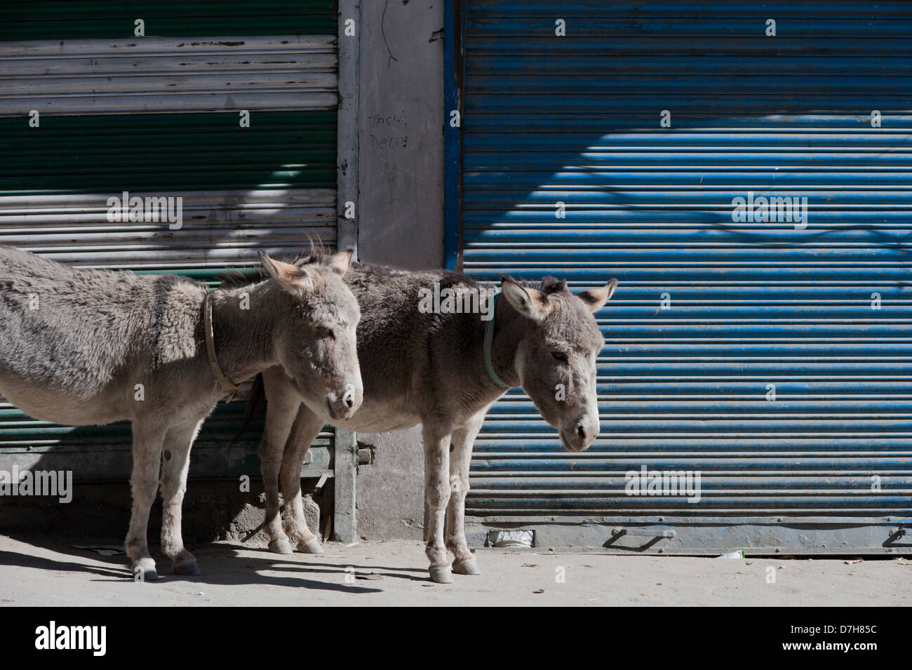 Two donkeys stand together outside a market in Leh-Ladakh. India Stock ...