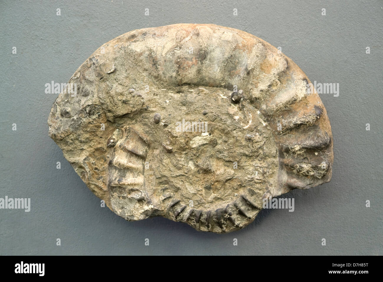 Snake stone hi-res stock photography and images - Alamy