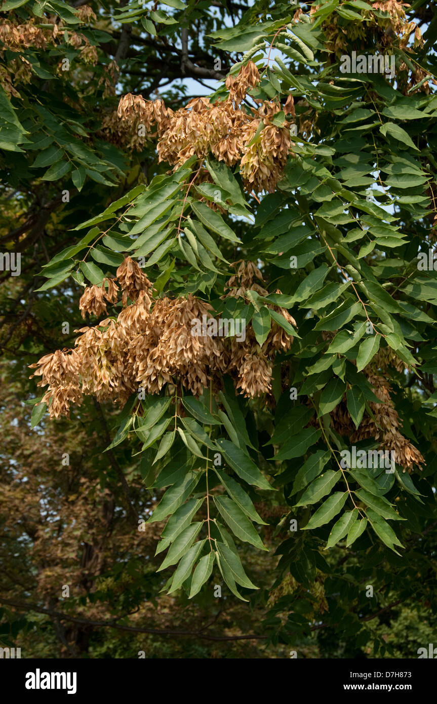 Tree of heaven hi-res stock photography and images - Alamy