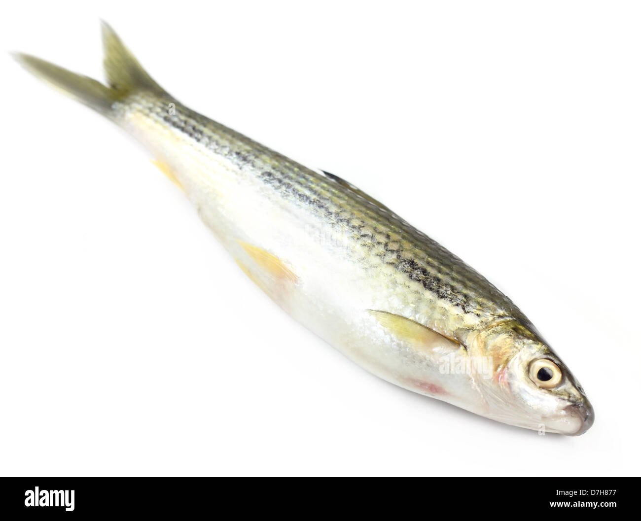 Tatkini fish of Indian subcontinent Stock Photo - Alamy