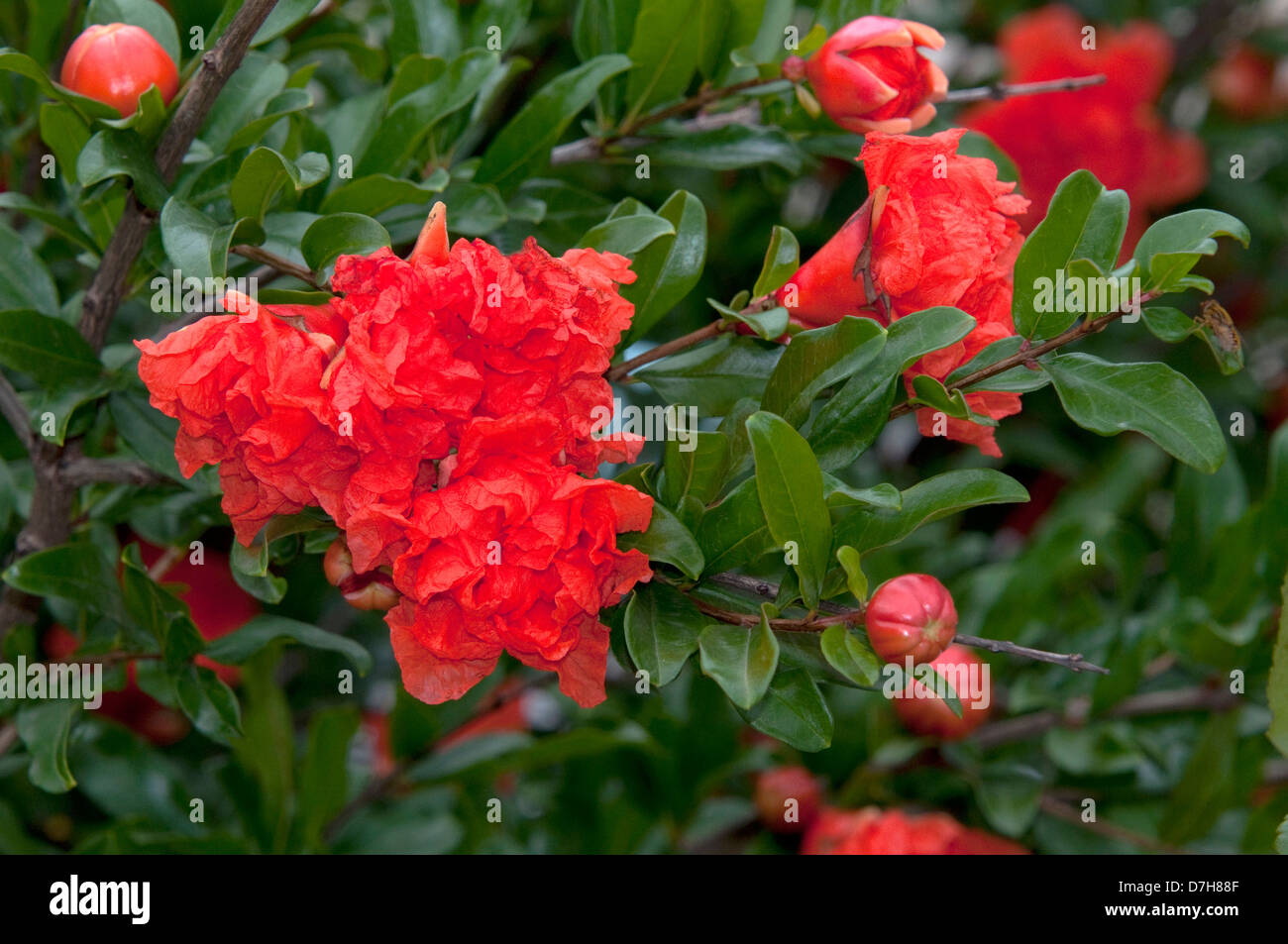 Pomegranate (Punica granatum), bush with flowers and flower buds Stock ...