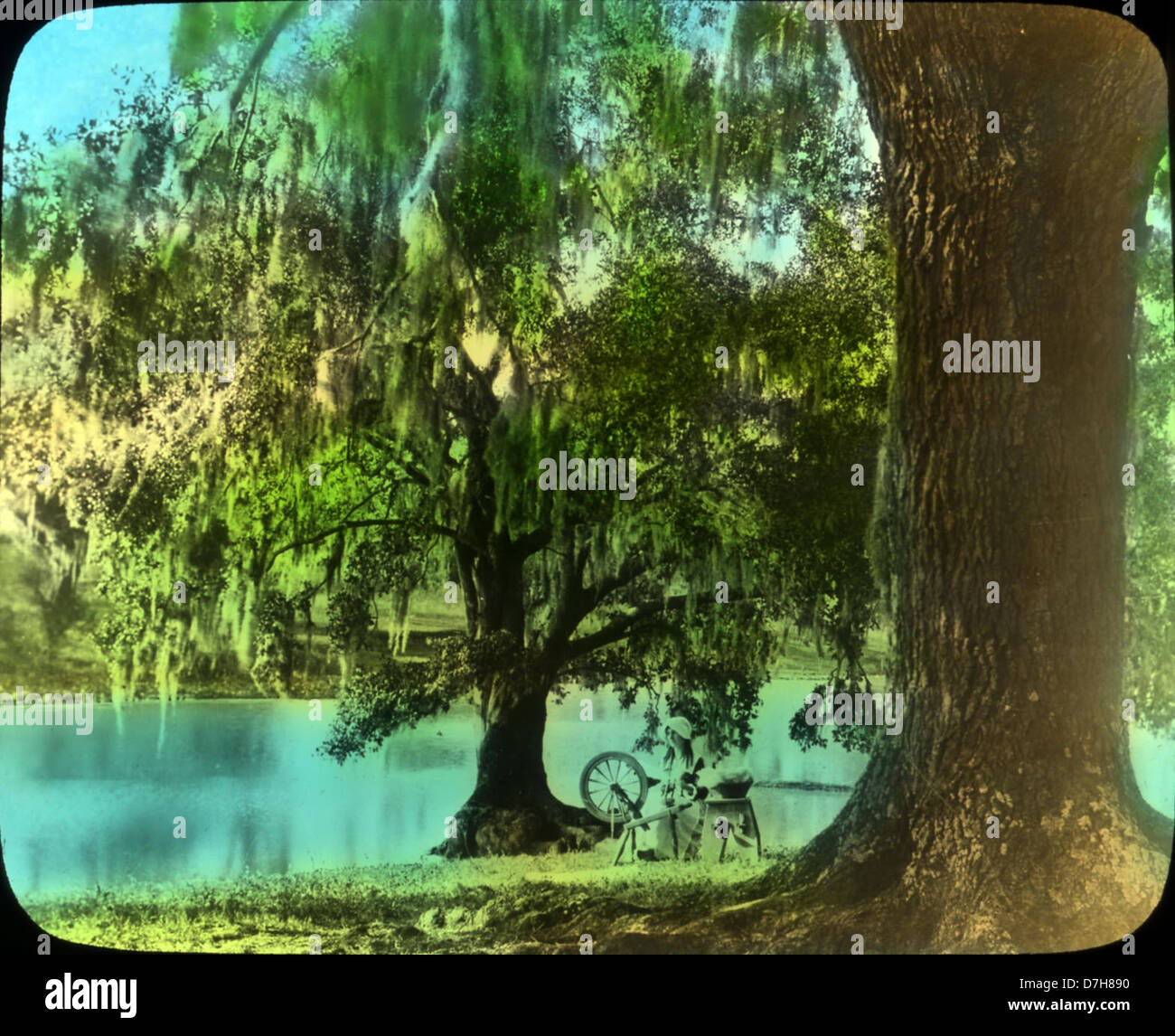 The Evangeline Oak, located near Bayou Teche in Louisiana, is famous ...