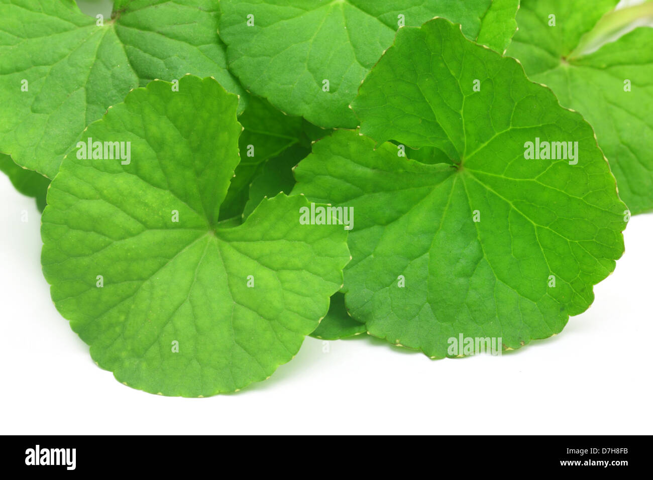 Medicinal thankuni leaves of Indian subcontinent Stock Photo - Alamy