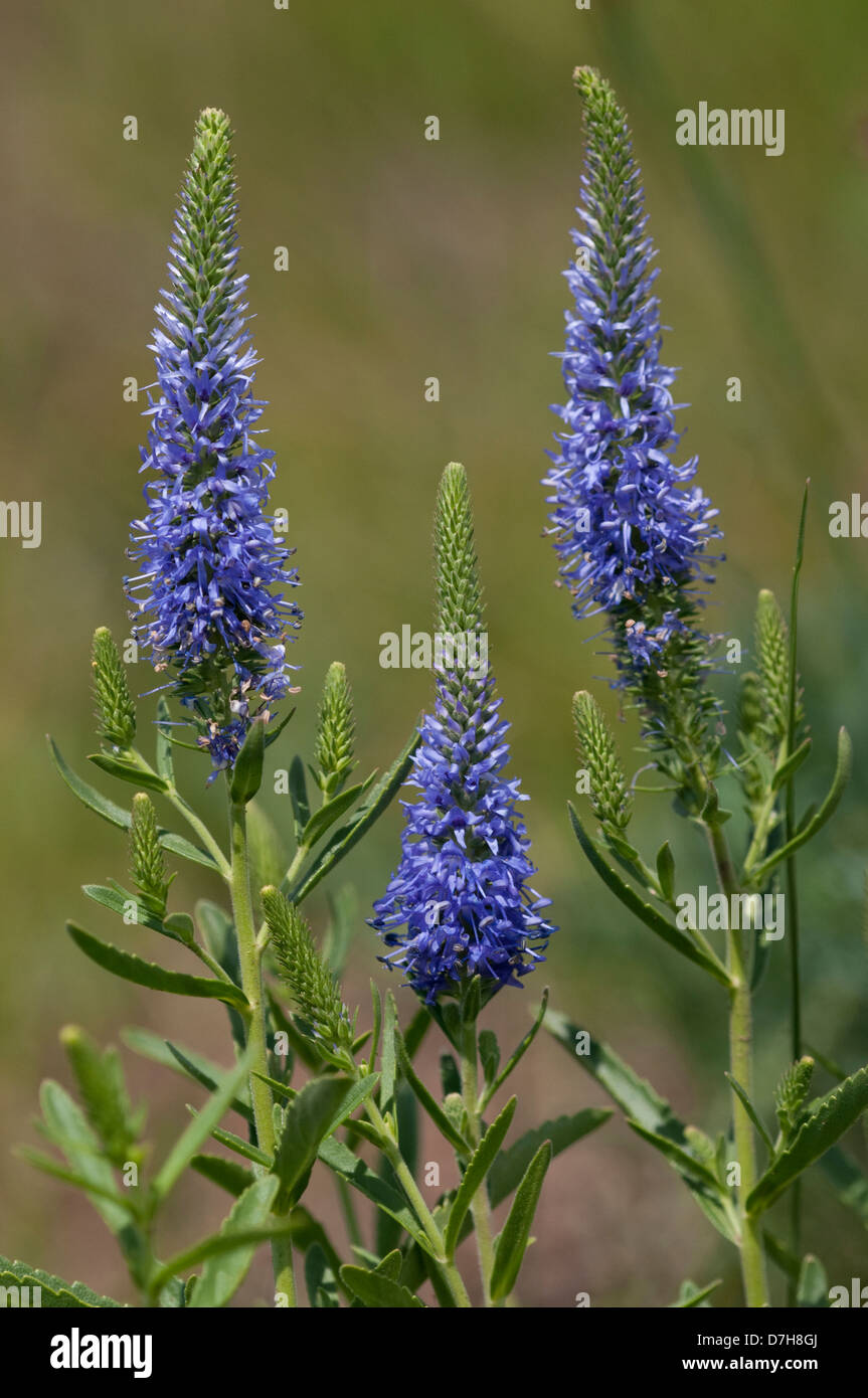 Spiked Speedwell (Veronica spicata), flowering stalks Stock Photo - Alamy