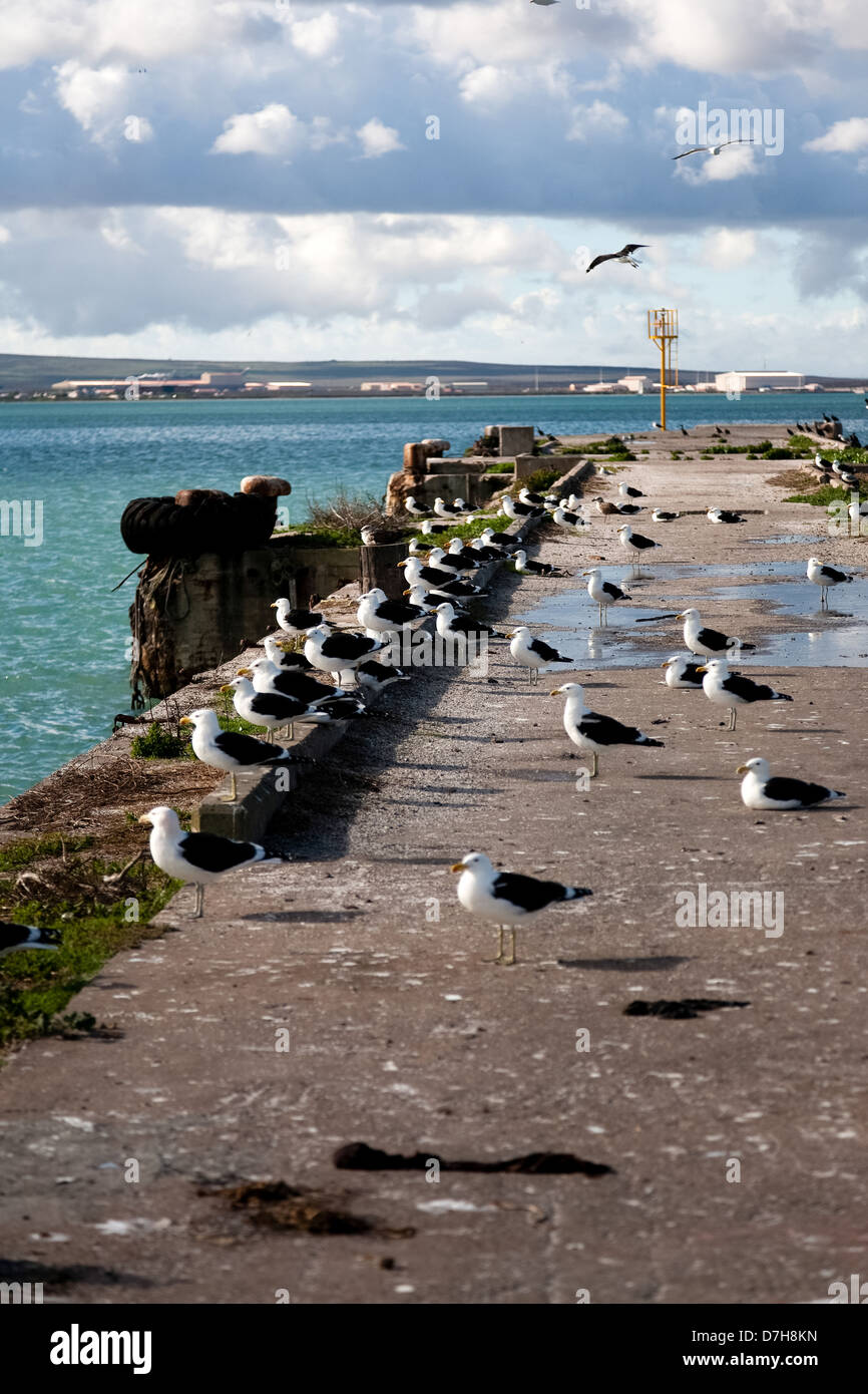 Saldanha bay harbour hi-res stock photography and images - Alamy