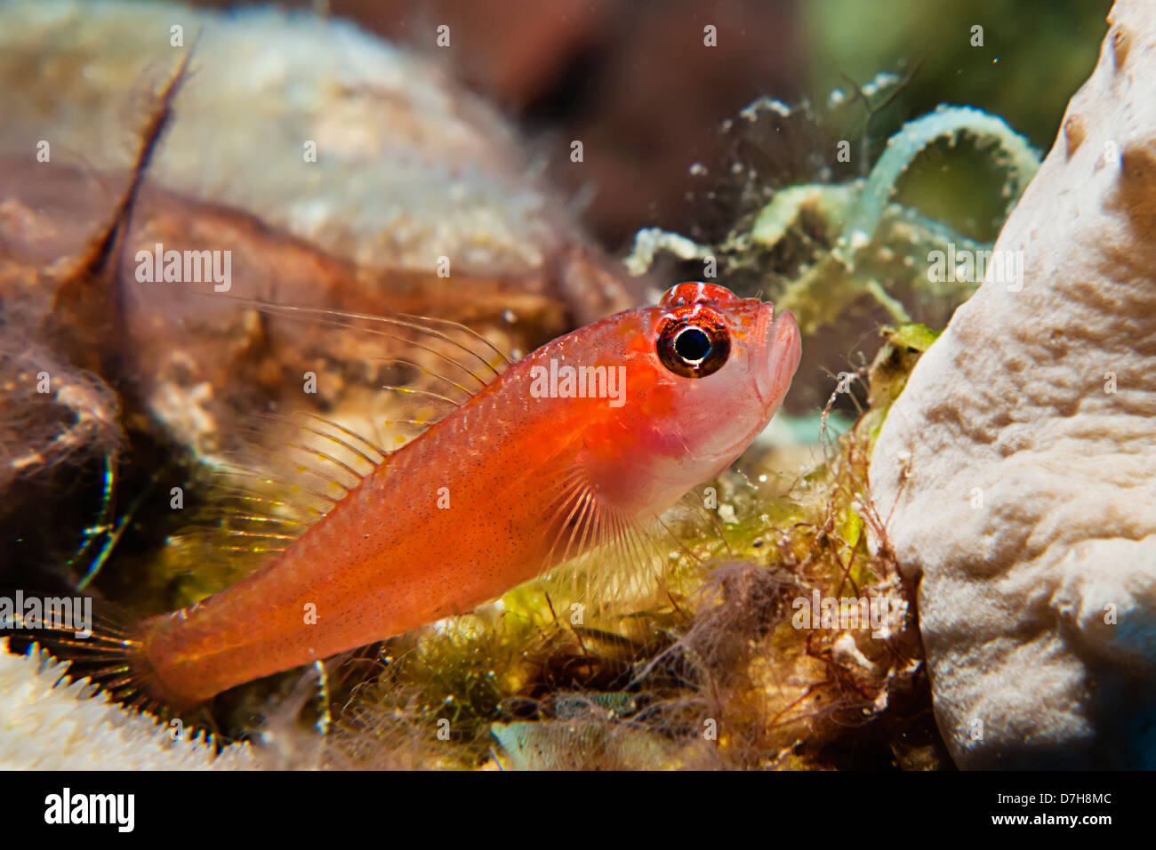Dwarf goby hi-res stock photography and images - Alamy