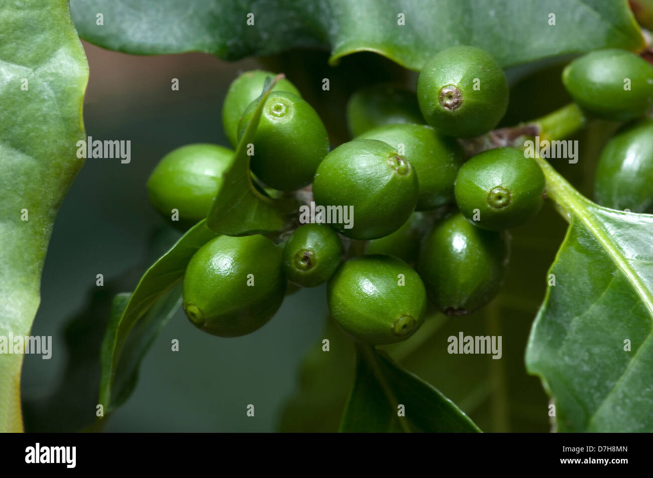 Coffee (Coffea arabica), twig with unripe fruit Stock Photo - Alamy