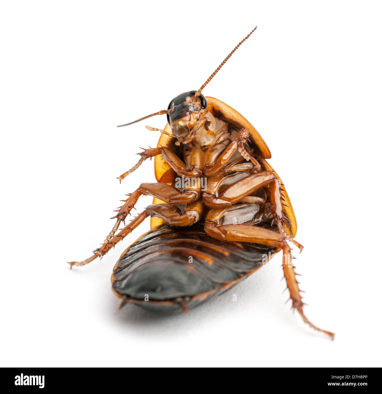 Cockroach sitting up against white background Stock Photo - Alamy