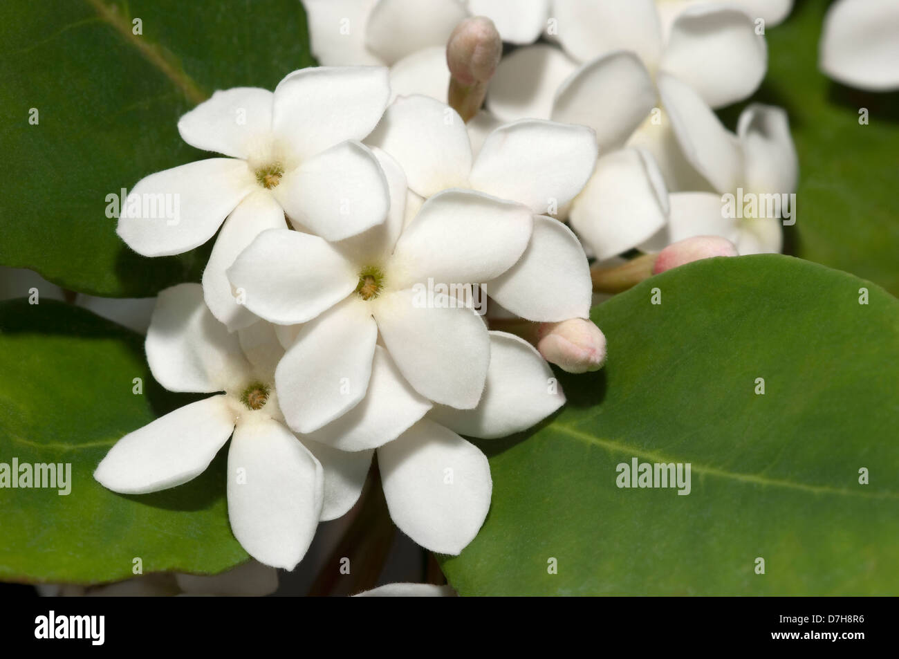 Carissa edulis hi-res stock photography and images - Alamy