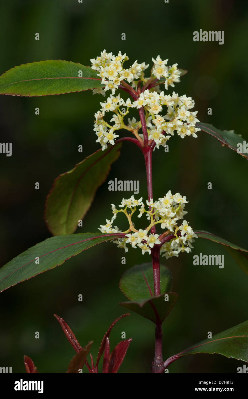 Catha edulis hi-res stock photography and images - Alamy