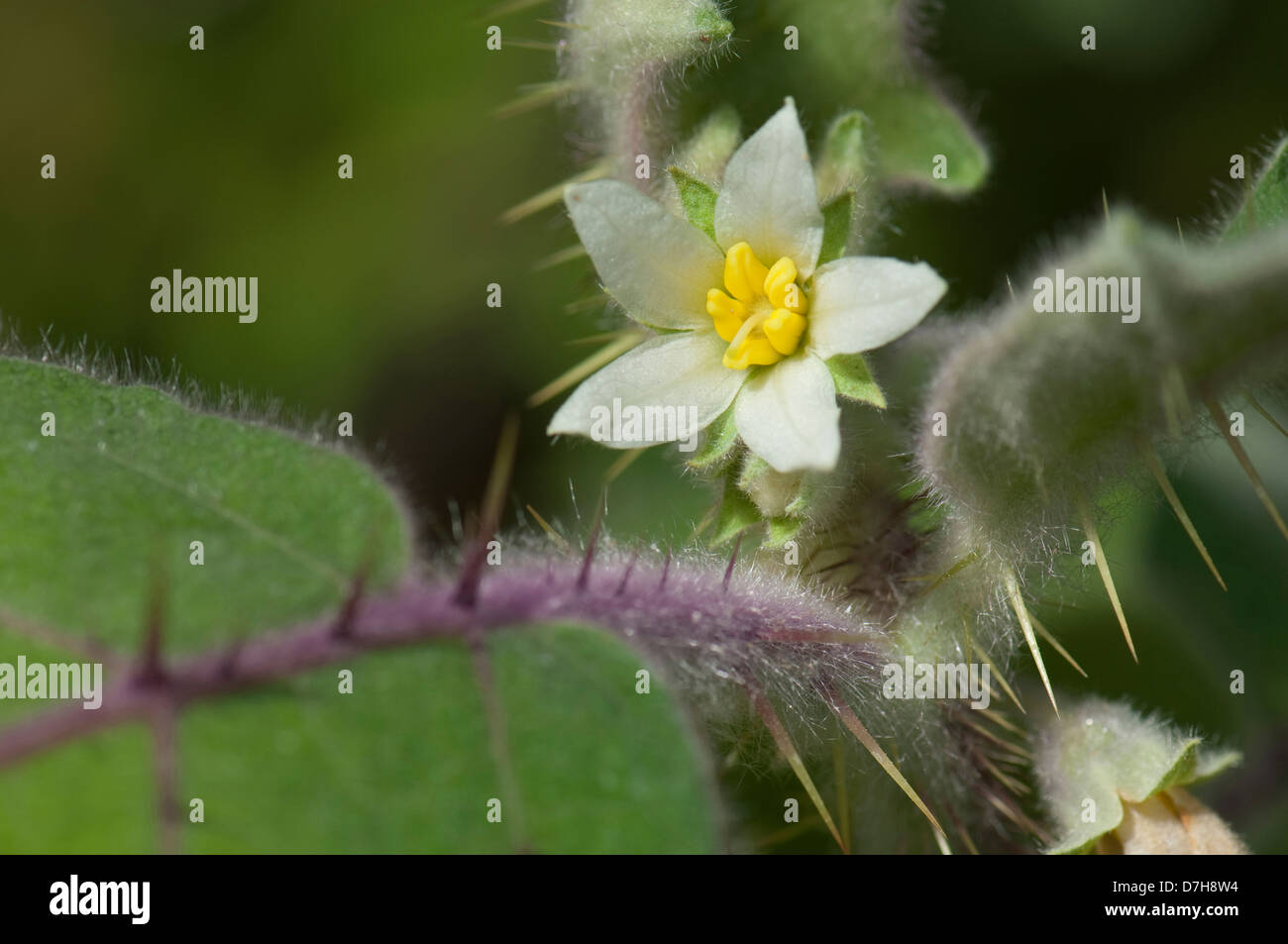 Lulo, Naranjilla (Solanum quitoense), plant with flower Stock Photo - Alamy