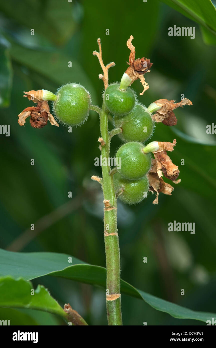 Macadamia, Queensland Nut (Macadamia ternifolia), seed head with young ...