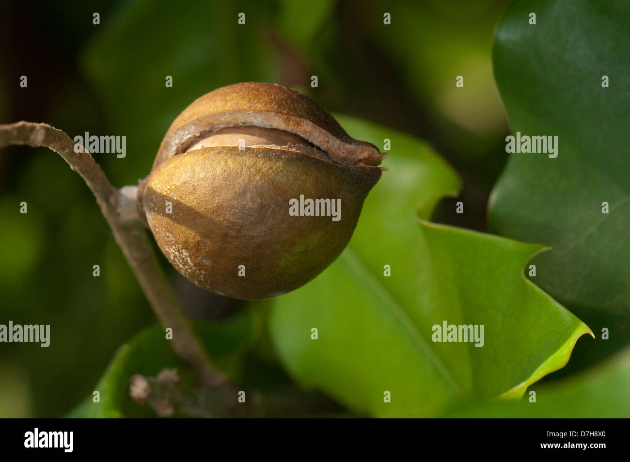 Macadamia, Queensland Nut (Macadamia ternifolia), ripe nut on a tree ...