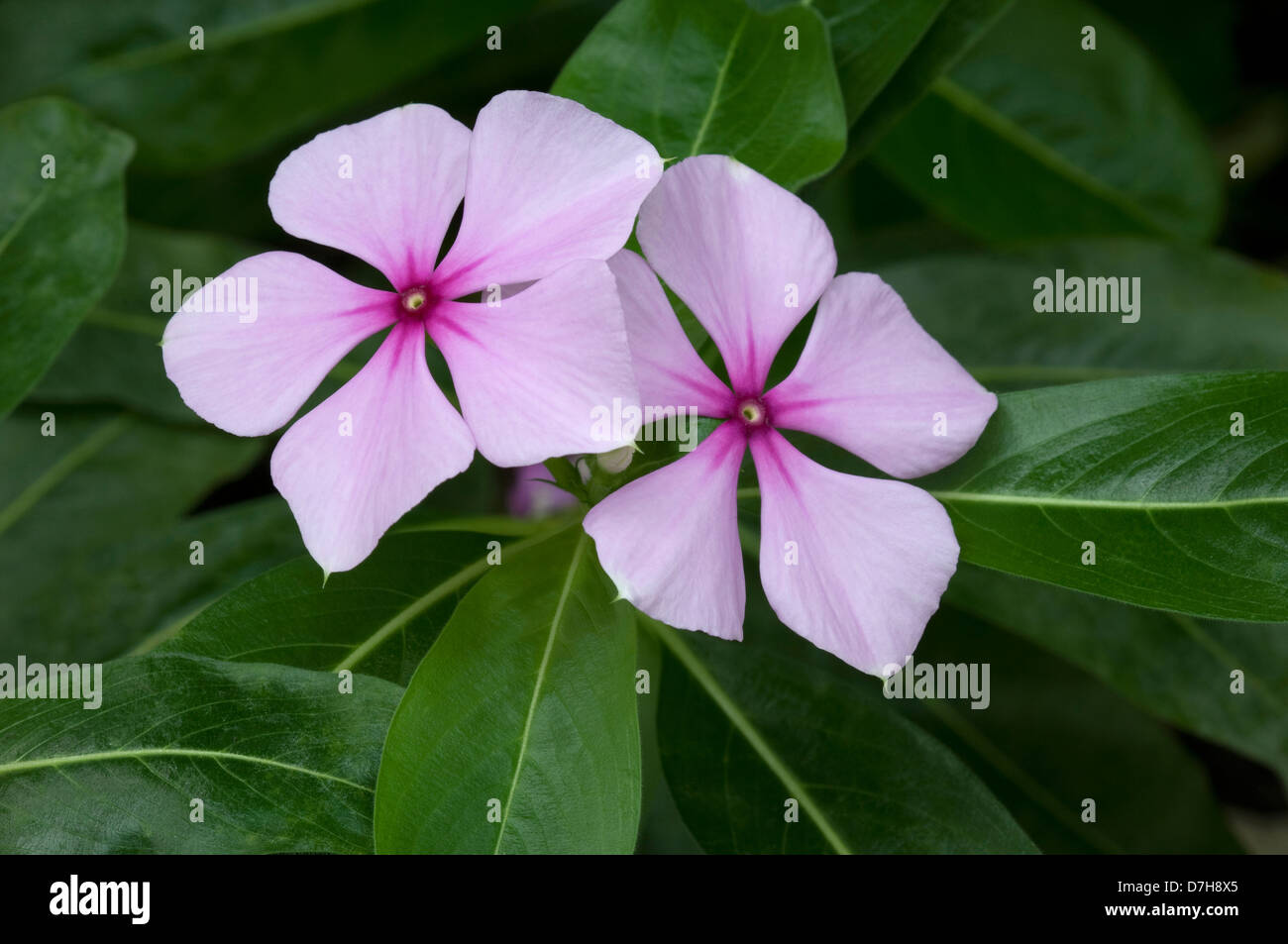 Madagascar Periwinkle, Rosy Periwinkle (Catharanthus roseus), flowers ...