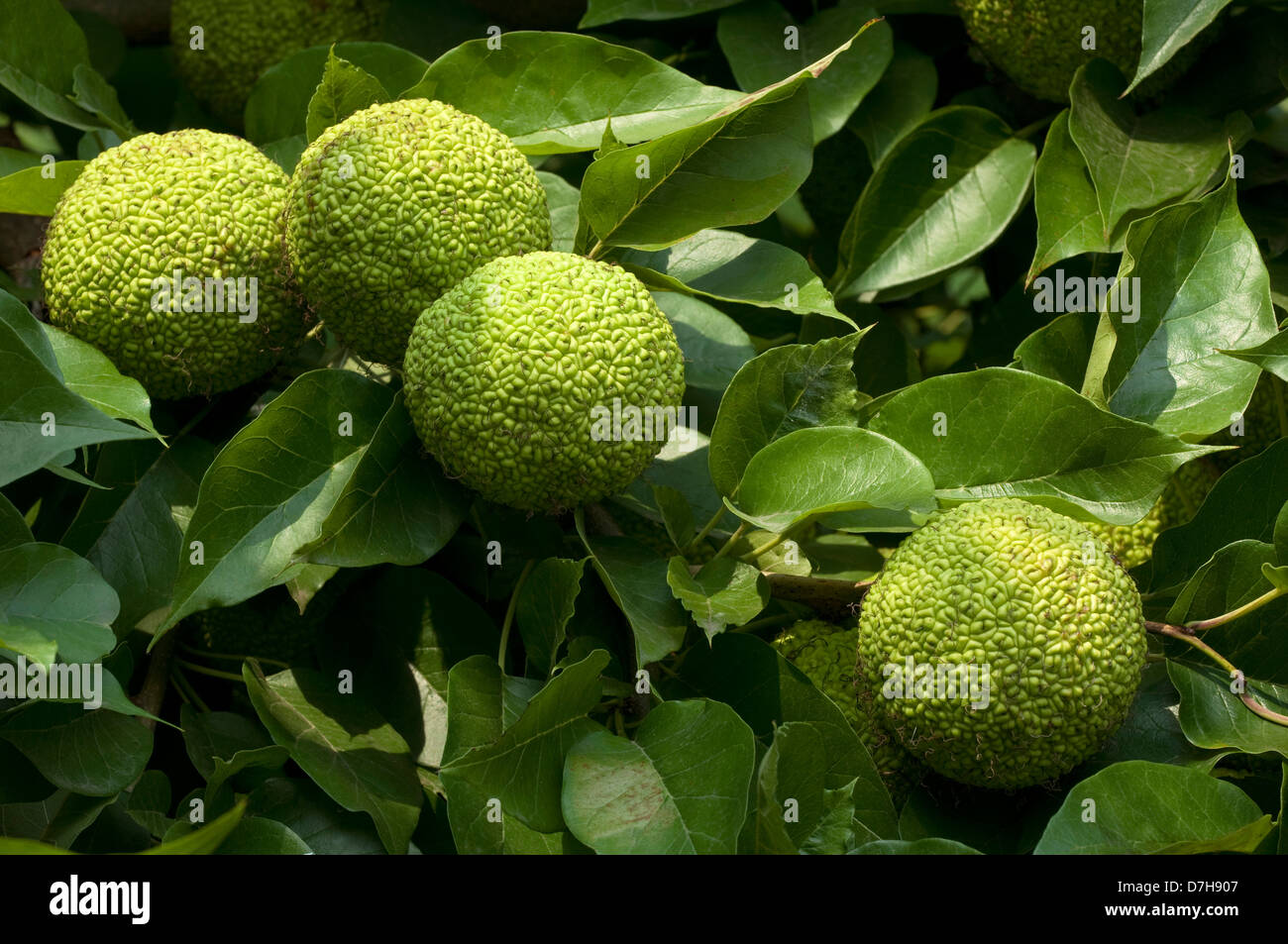 Maclura aurantiaca hi-res stock photography and images - Alamy