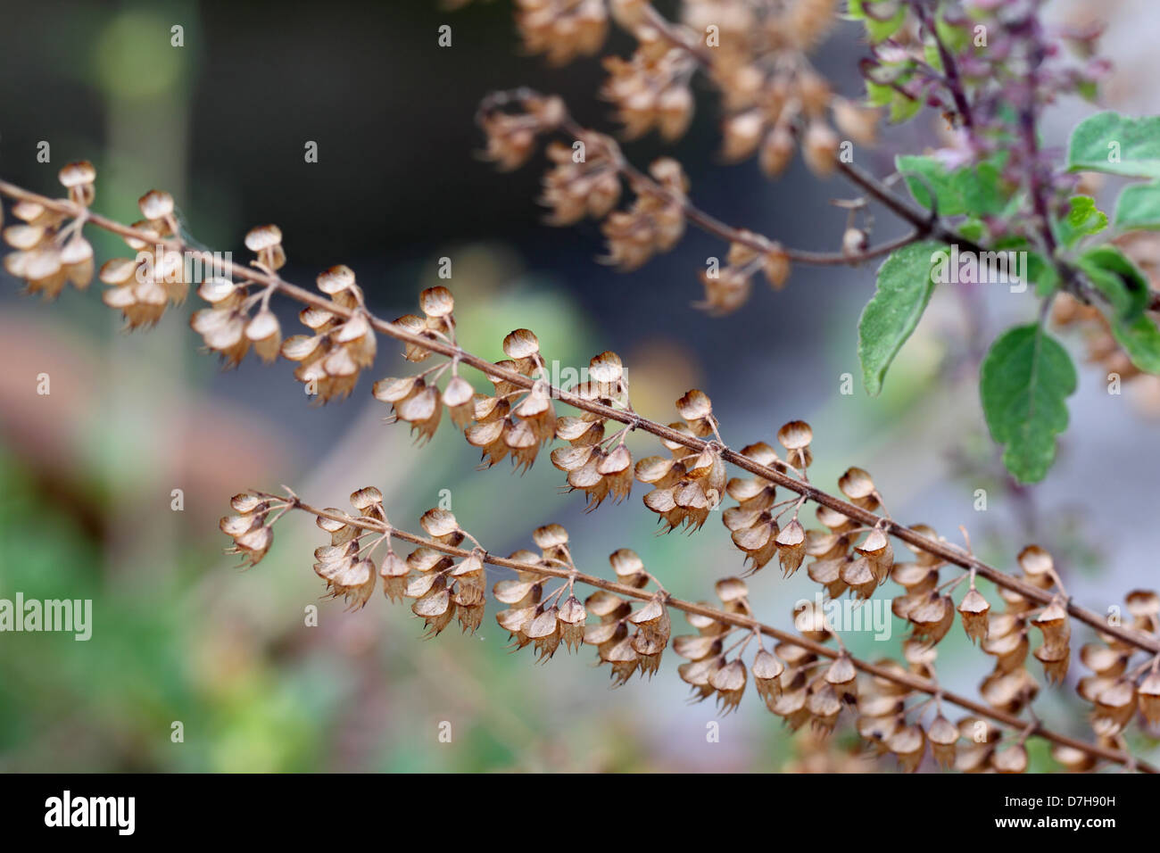 Dried flower of Medicinal holy basil or tulsi Stock Photo - Alamy