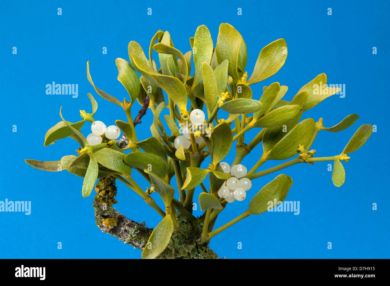 Fruiting mistletoe hi-res stock photography and images - Alamy