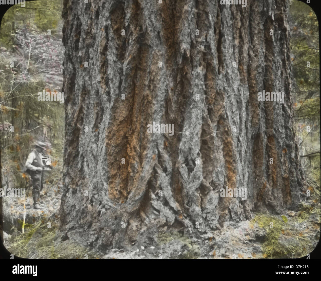 A photograph of a fir tree trunk, captured during a trip to Mount Hood ...