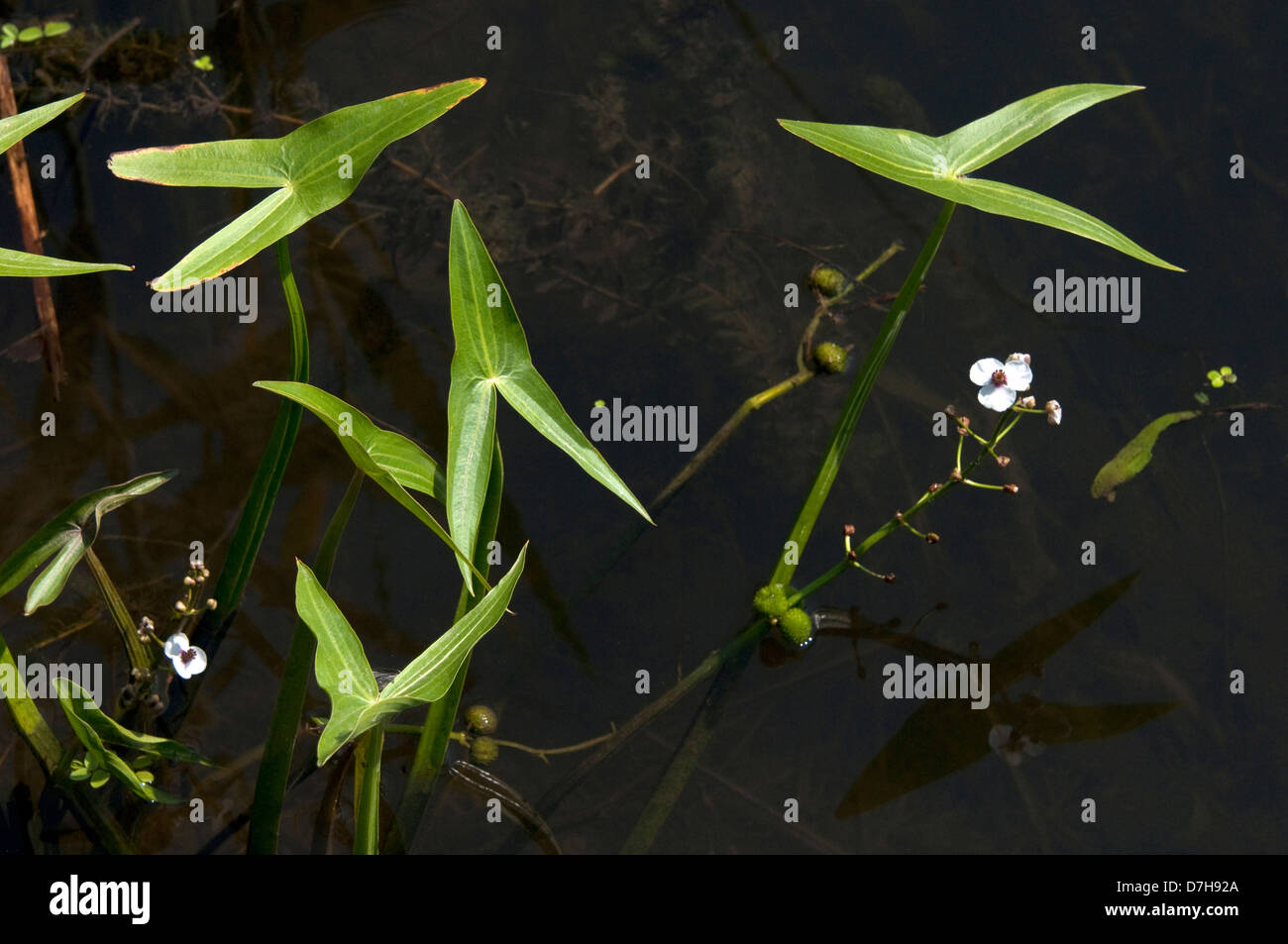 Arrowhead, Common Arrowhead (Sagittaria sagittifolia), flowering plant ...