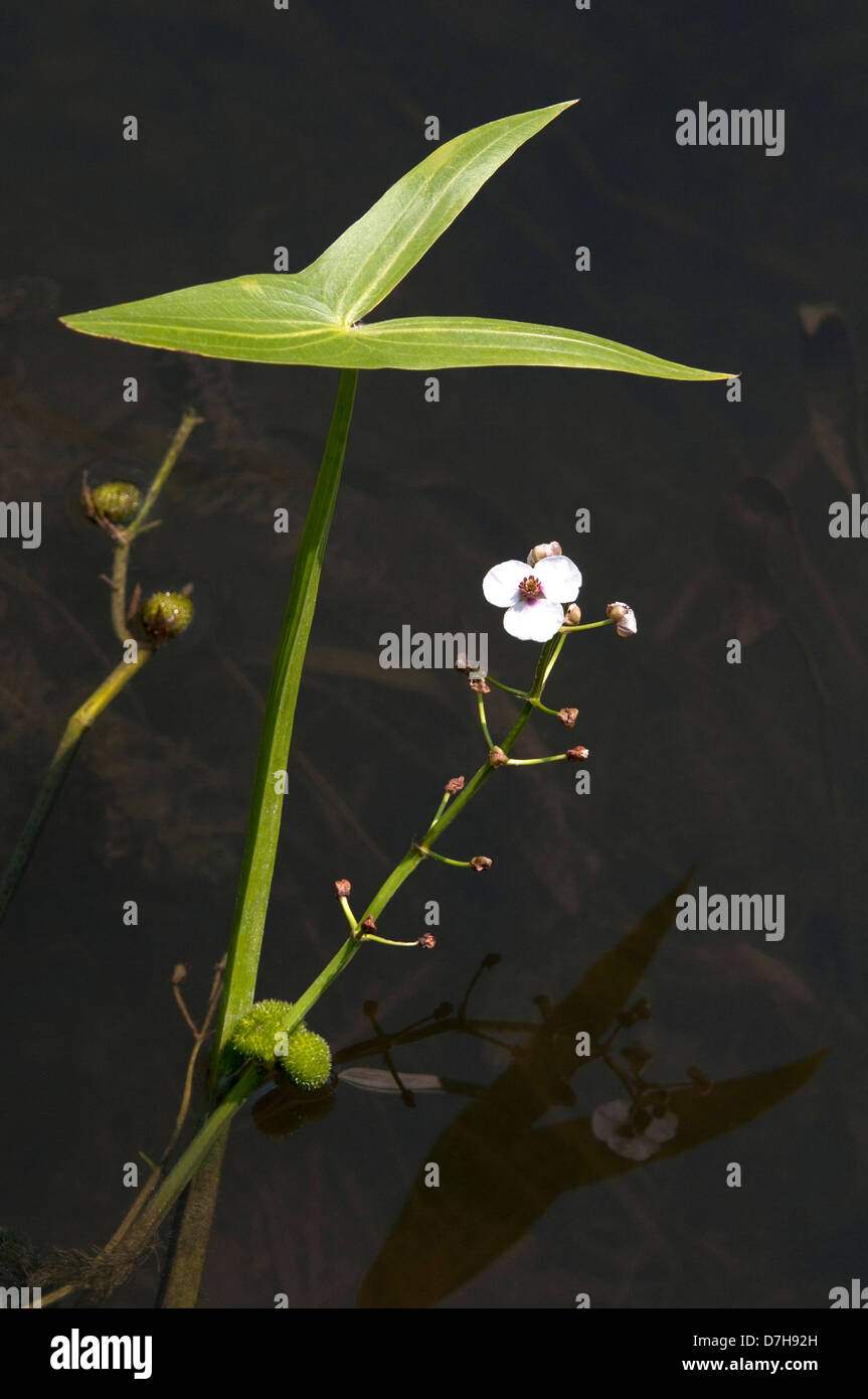 Arrowhead, Common Arrowhead (Sagittaria sagittifolia), flowering plant ...
