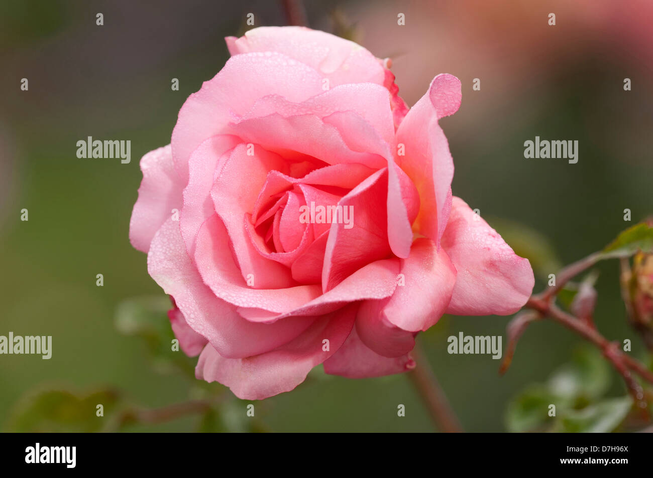 Rose rosa sp variety hi-res stock photography and images - Alamy