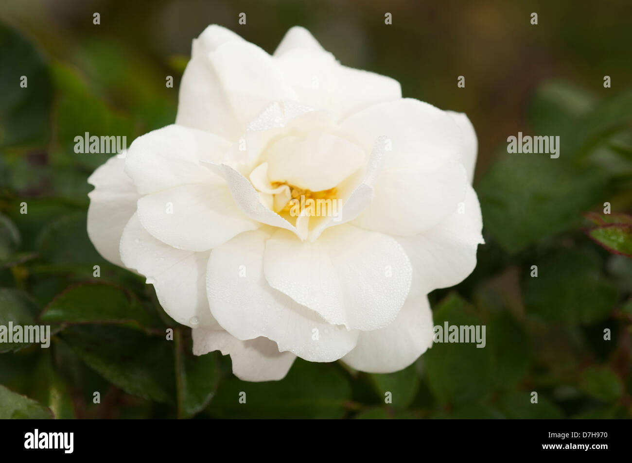 Rose (Rosa sp.), variety: Diamond Border, flower Stock Photo - Alamy