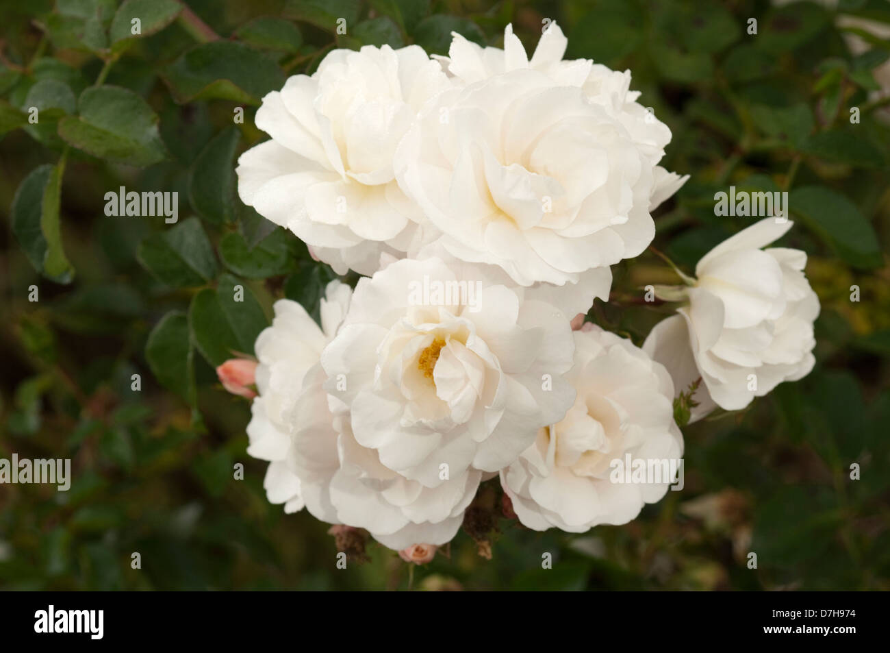 Rose (Rosa sp.), variety: Diamond Border, flowers Stock Photo - Alamy