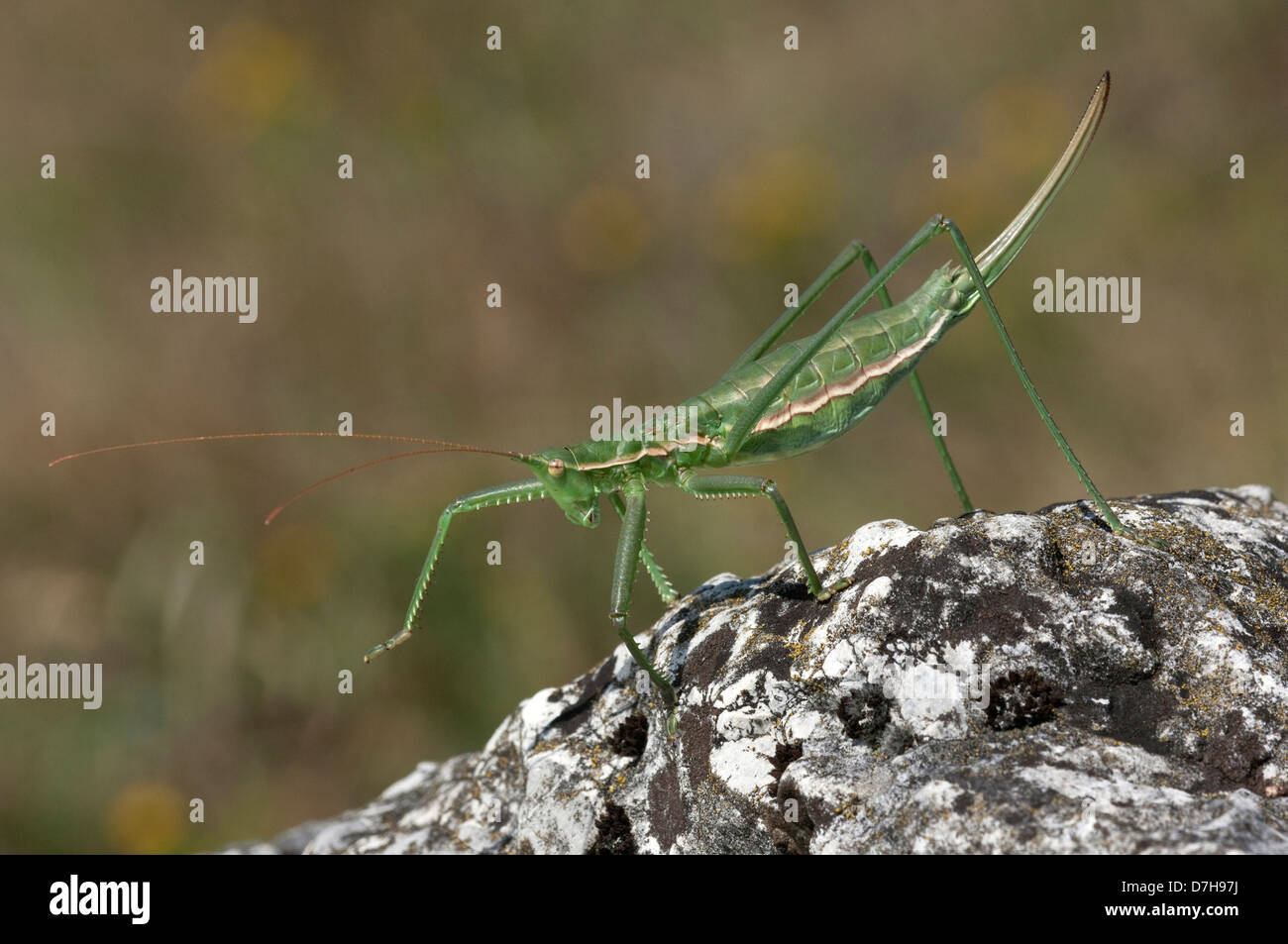 Predatory Bush Cricket, Spiked Magician (Saga pedo) on a rock Stock ...