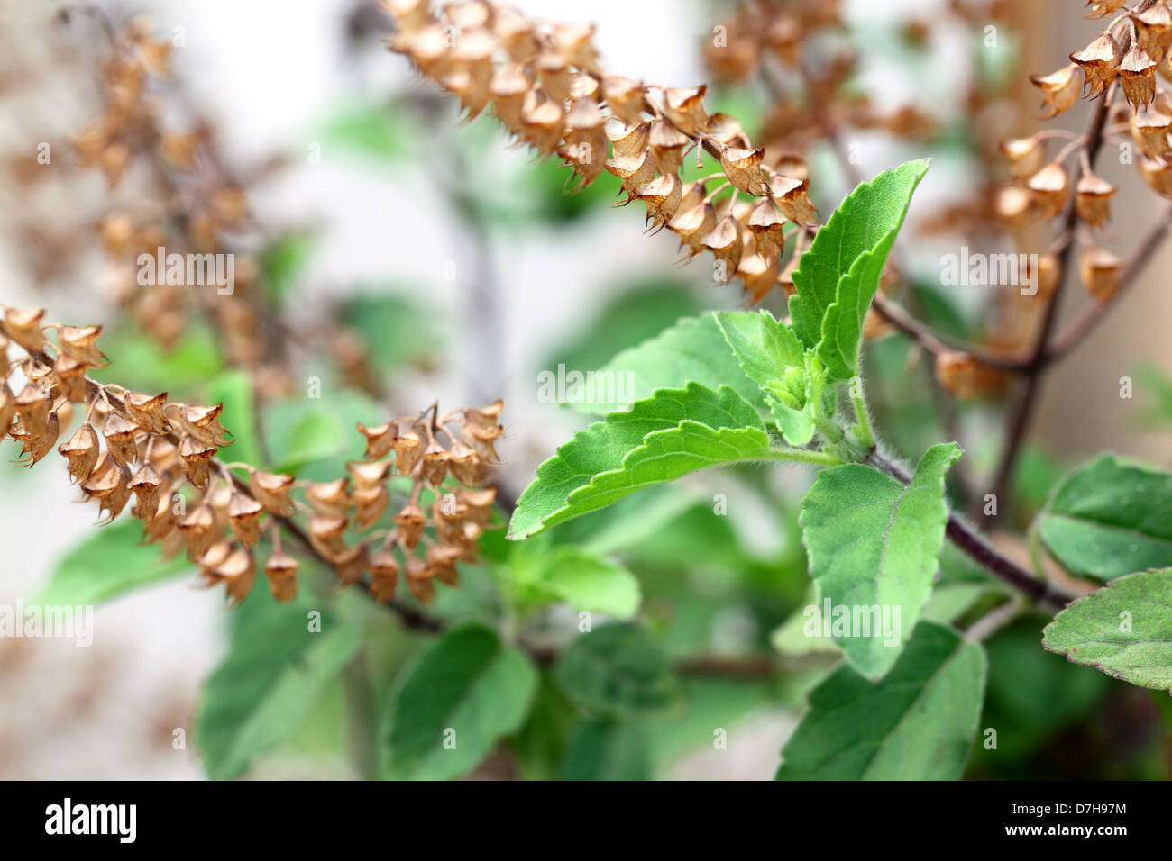 Tulsi hindu hi-res stock photography and images - Alamy
