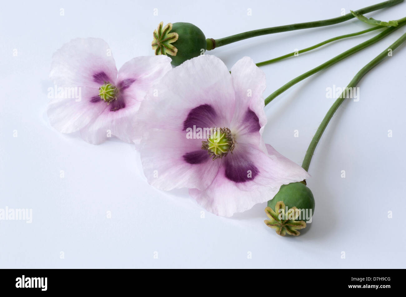 Opium Poppy Papaver somniferum Stalks with flowers seed capsules Studio ...