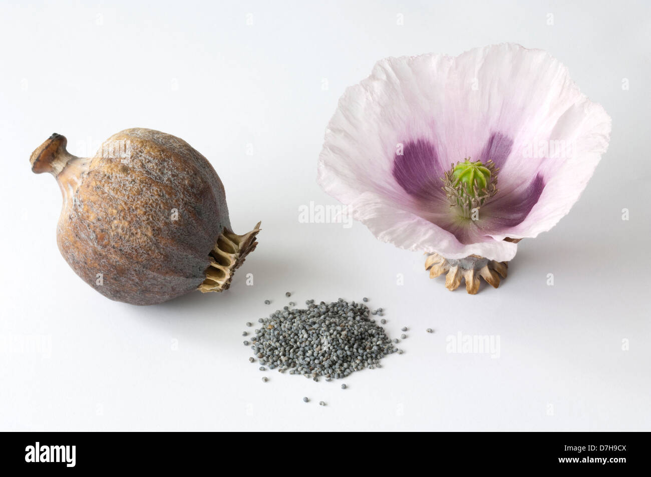Opium Poppy Papaver somniferum Flower seed capsule seeds Studio picture ...