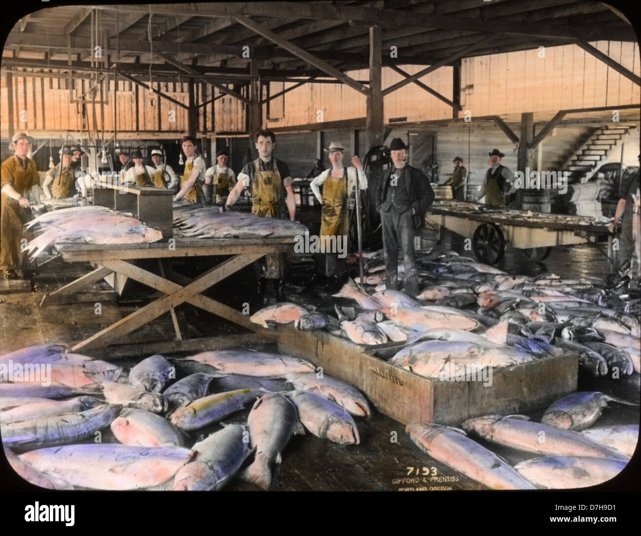 This image depicts the interior of a salmon cannery from Oregon ...