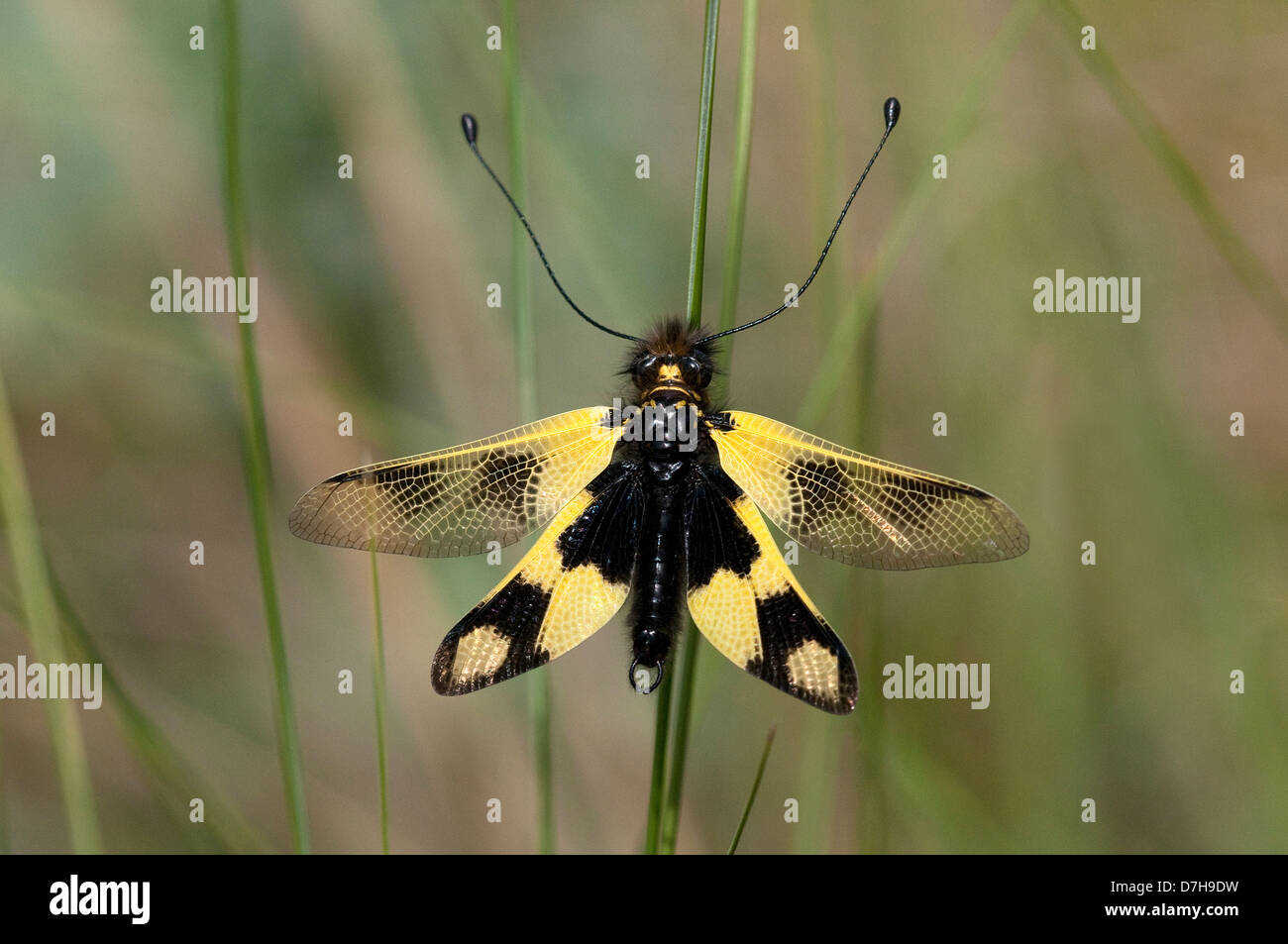 Owlfly (Libelloides coccajus), adult resting on a stalk Stock Photo - Alamy
