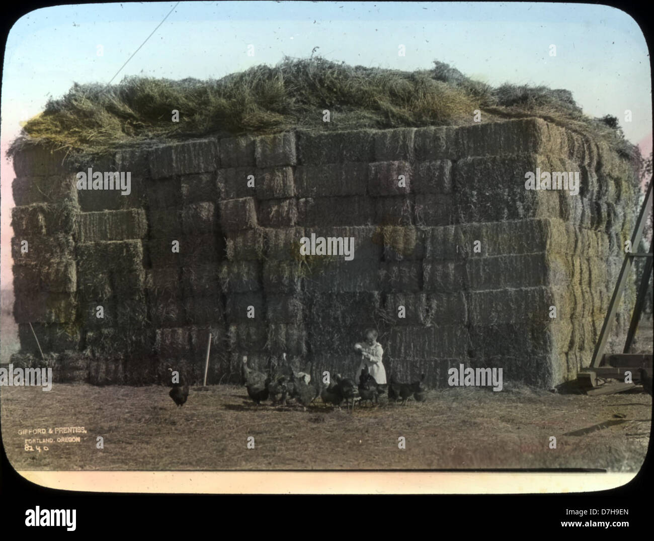 A 1934 photograph showing hay baling production, an essential process ...