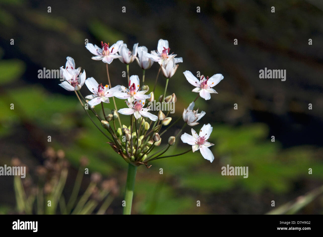 Flowering Rush, Grass Rush (Butomus umbellatus), flowering Stock Photo ...