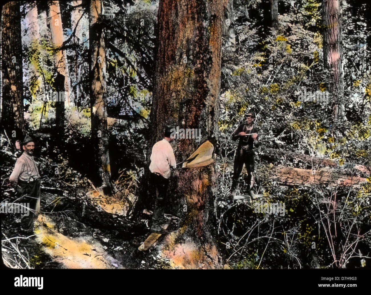 Felling a tree in Oregon Stock Photo - Alamy