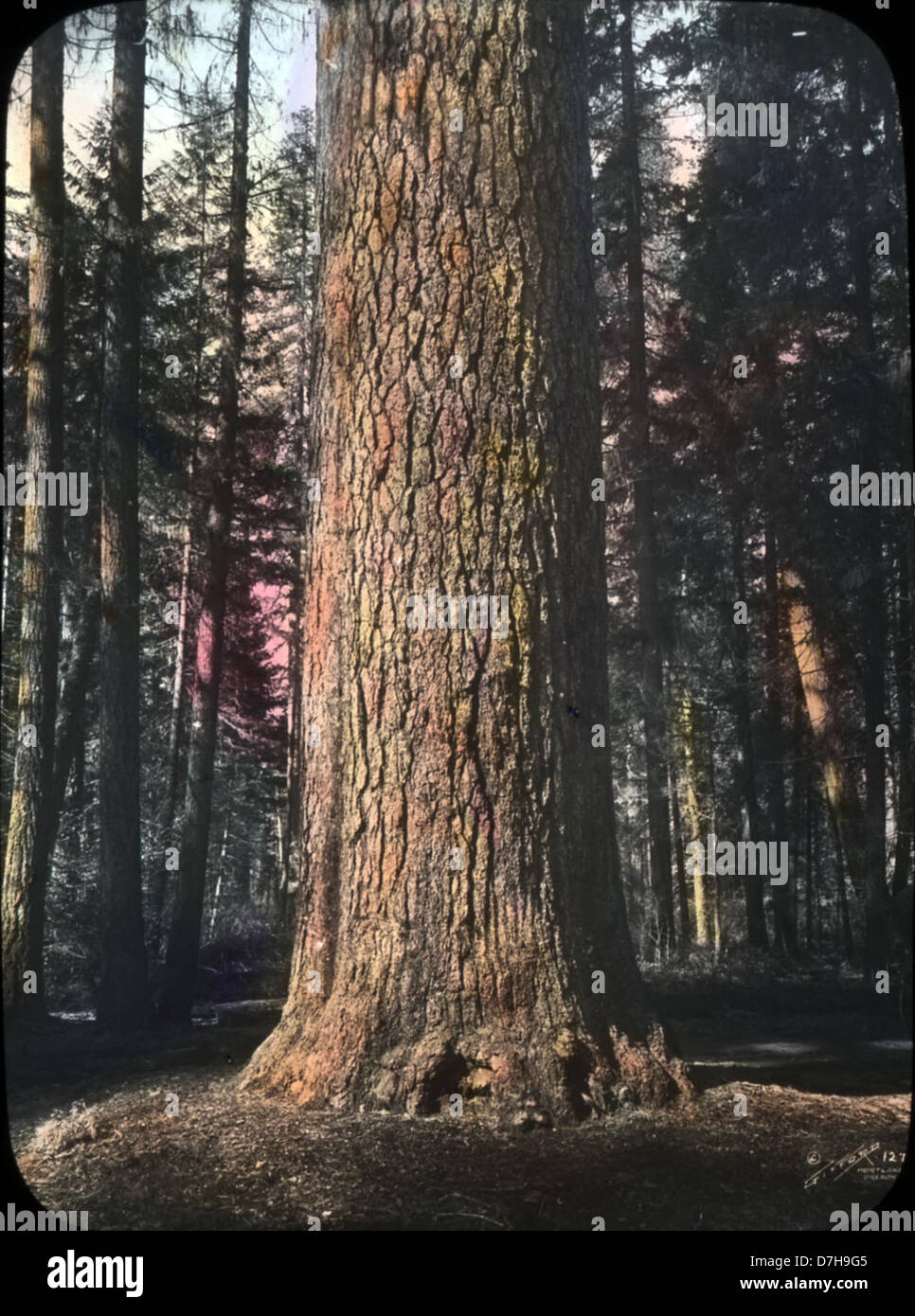 This historical image from 1925 showcases a sugar pine tree, part of the Oregon Industries ...
