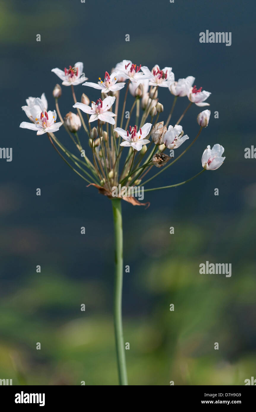 Flowering Rush, Grass Rush (Butomus umbellatus), flowering Stock Photo ...
