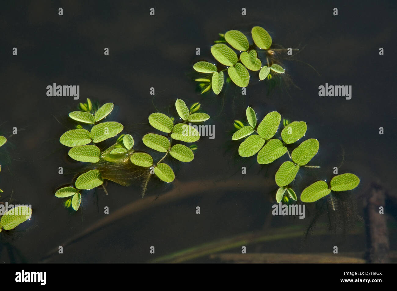 Floating Moss, Floating Fern (Salvinia natans). Leaves lying on the ...
