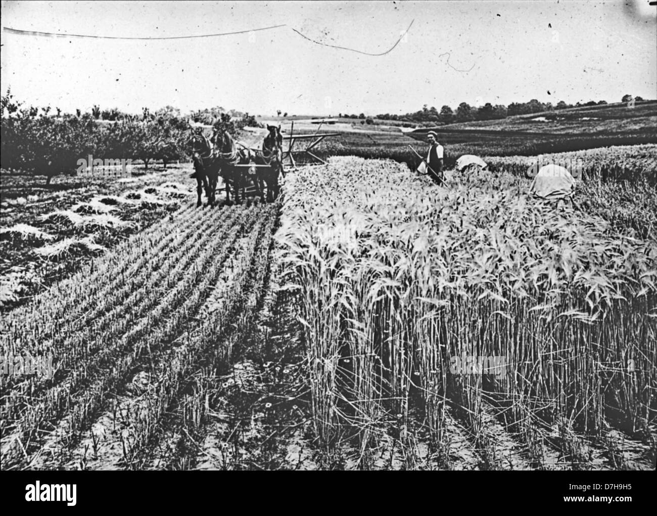 Cutting of grain Black and White Stock Photos & Images - Alamy
