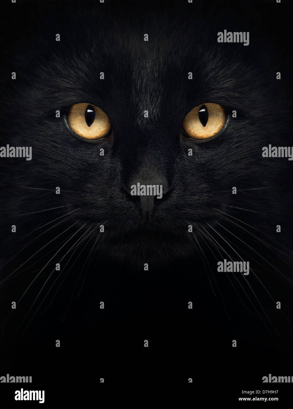 Image black cat hi-res stock photography and images - Alamy