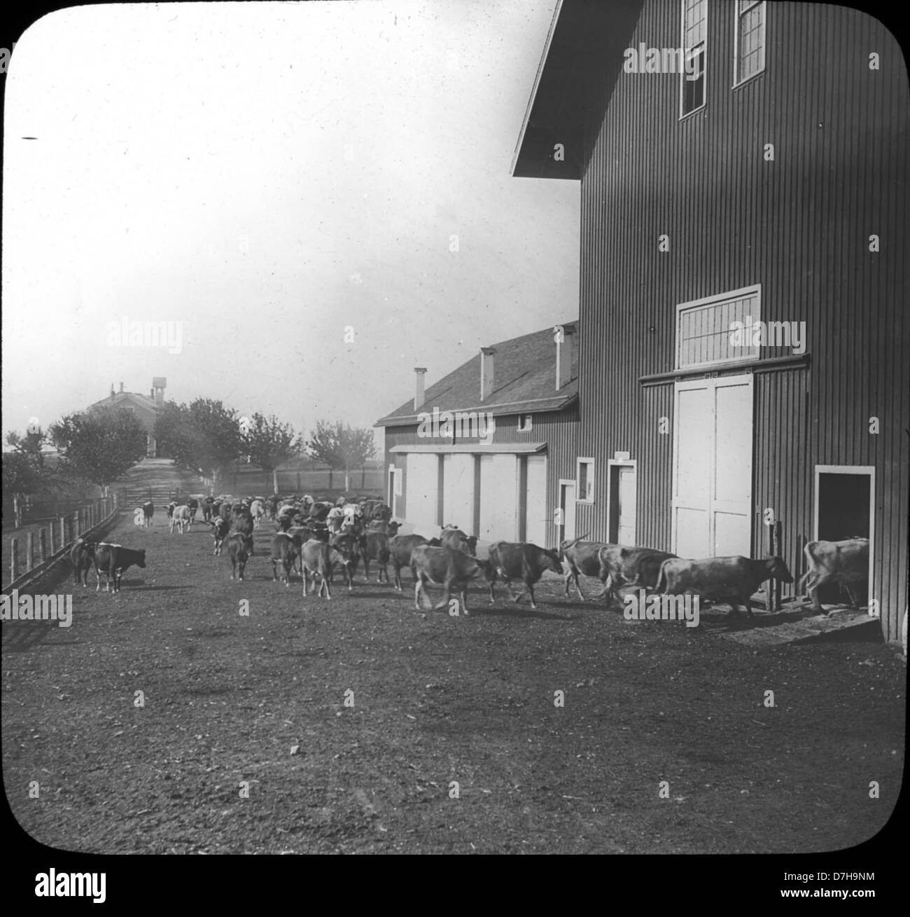 Usa cattle farm Black and White Stock Photos & Images - Alamy