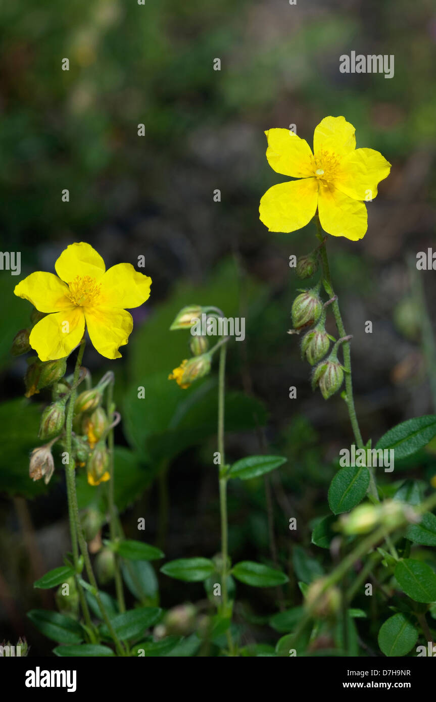 Rock Rose (Helianthemum nummularium), flowers Stock Photo - Alamy