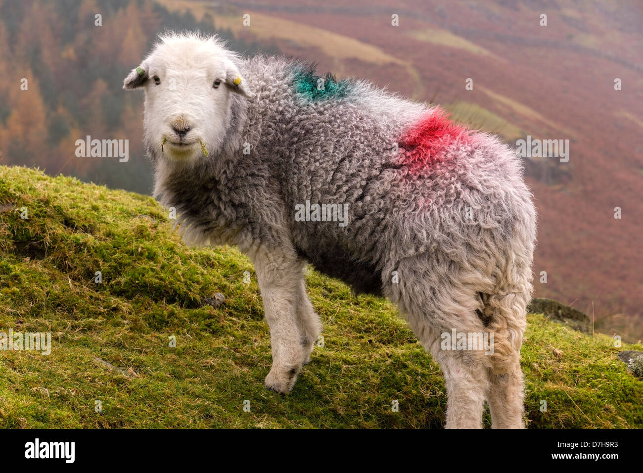 Cumbrian sheep hi-res stock photography and images - Alamy