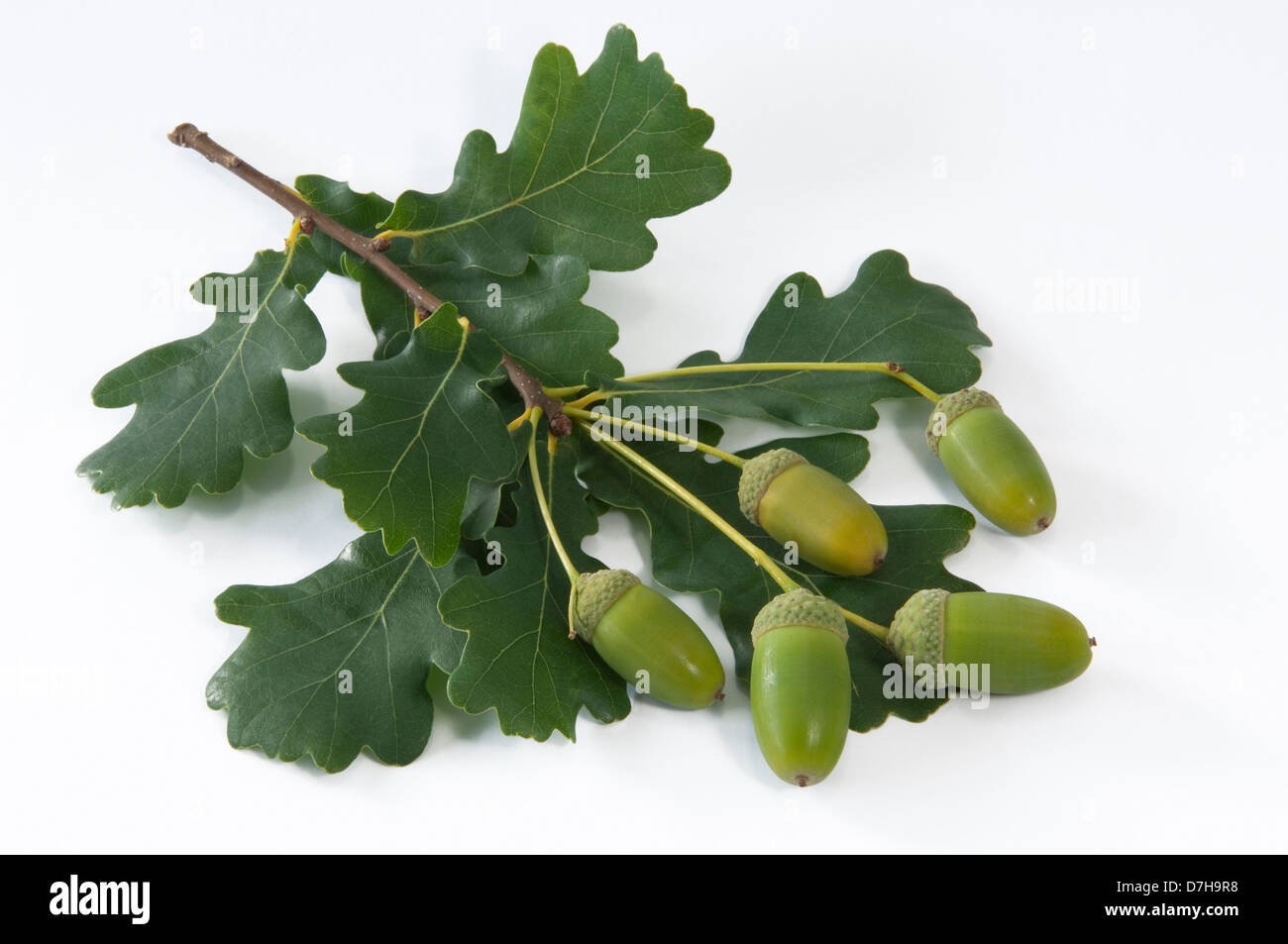 English oak pendulate oak quercus hi-res stock photography and images - Alamy