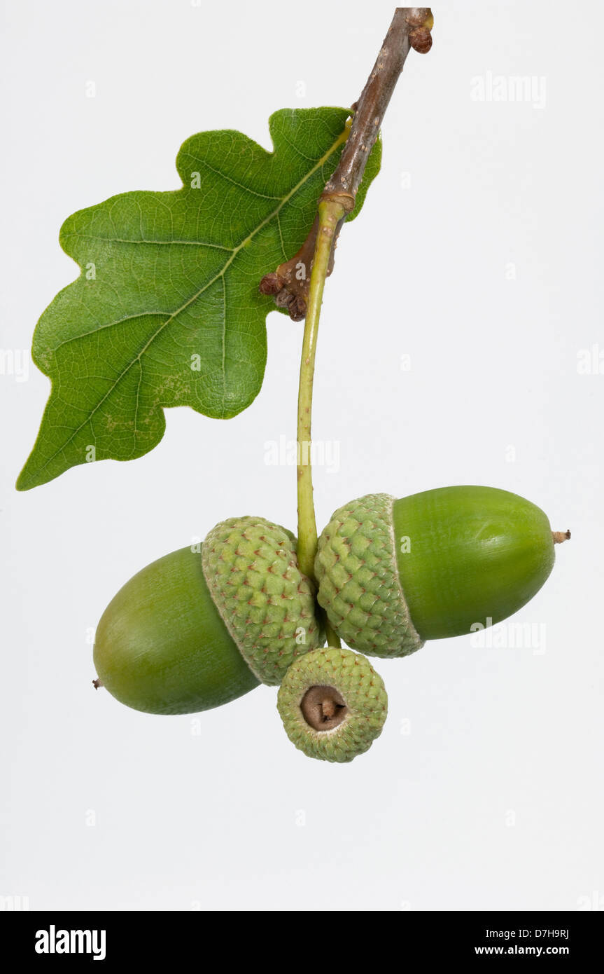 English oak pendulate oak quercus hi-res stock photography and images - Alamy